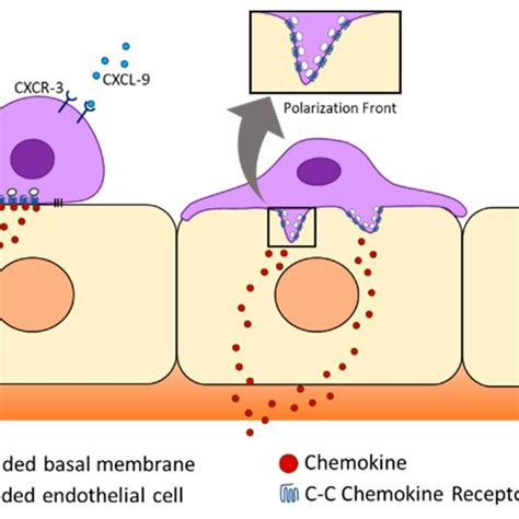 Transendothelial Migration Through The Endothelial Cells Of The