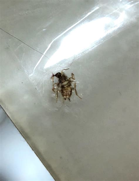 Cockroach Nymph Or Bed Bug R Whatsthisbug