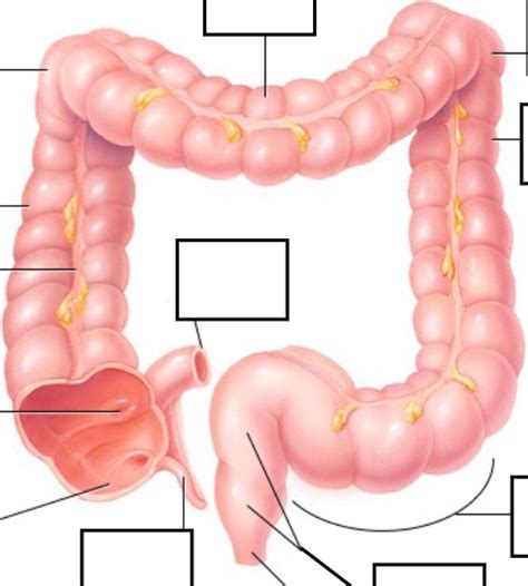 Lab 42 Large Intestine Colon Diagram Quizlet