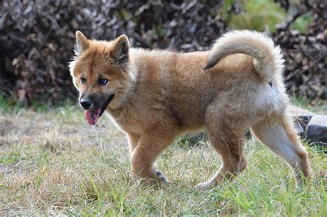 Akita Shiba Mix Info Pictures Care Guide And Traits Dogster