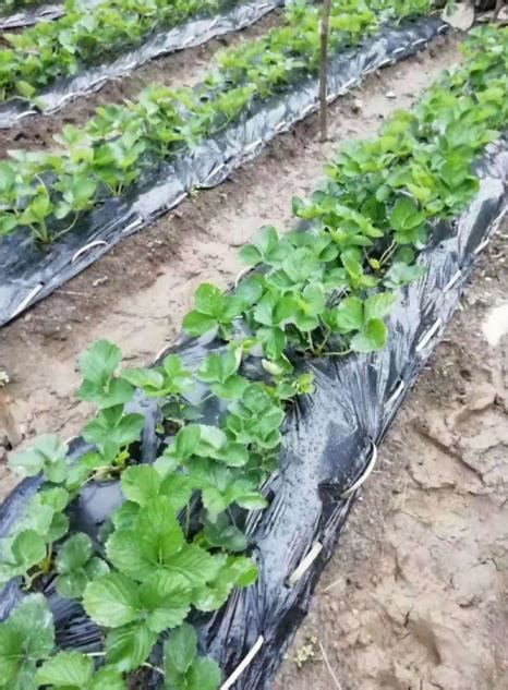 青枯立克大蒜油治療草莓炭疽病效果方師傅用這一招控制 每日頭條