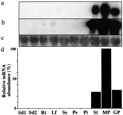 Ad Spatial Expression Pattern Of Ntplim Specific Transcripts A