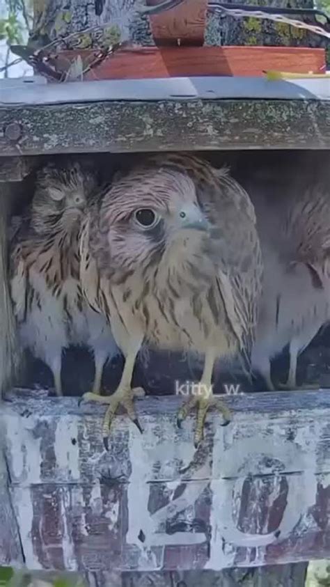 Apex Predator Album On Imgur