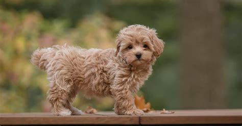 Maltipoo Marron Clair