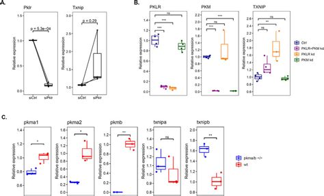 Txnip Upregulation Upon Depletion Of Pk Activity In Different Model Download Scientific Diagram
