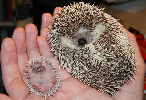 Hoglet Surrenders Neatorama