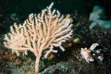 Eunicella Verrucosa Wikiwand