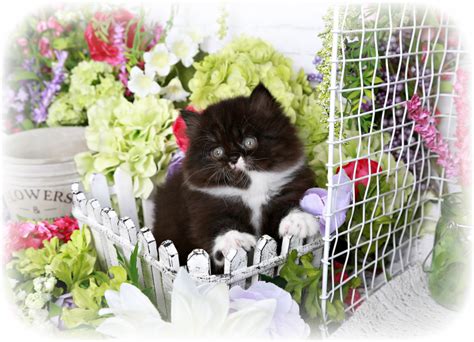 Poe Black And White Tuxedo Persian Kitten For Sale