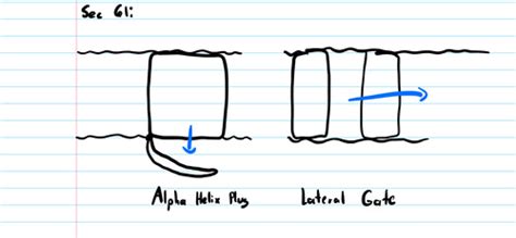 The ER SRP And More Flashcards Quizlet