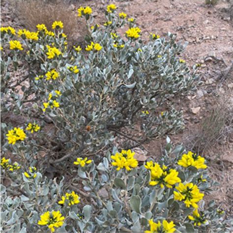 Flowers Of A Nanus Download Scientific Diagram