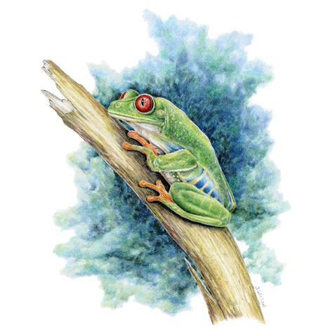 Red Eyed Tree Frog Limited Edition Print Wildlife Drawings By Jim Wilson