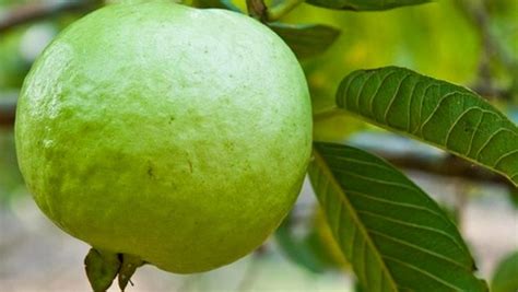 மருத்துவ குணங்கள் அடங்கியுள்ள கொய்யா Guava Contains Medicinal Properties Webdunia Tamil