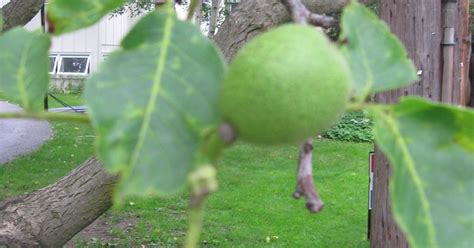 Tree Nut Panel Labcorp At Susie Branch Blog