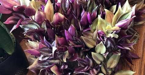 Wandering Jew Unknown Type Album On Imgur