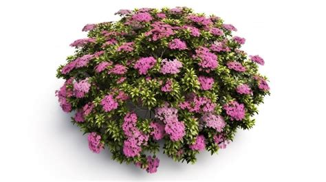 흰 벽에 걸려있는 분홍 덤불 흰색 Backgroundbirds 눈보기에 고립 된 꽃과 꽃 관목의 3d 그림 고화질 사진 사진 관목 배경 일러스트 및 사진 무료 다운로드