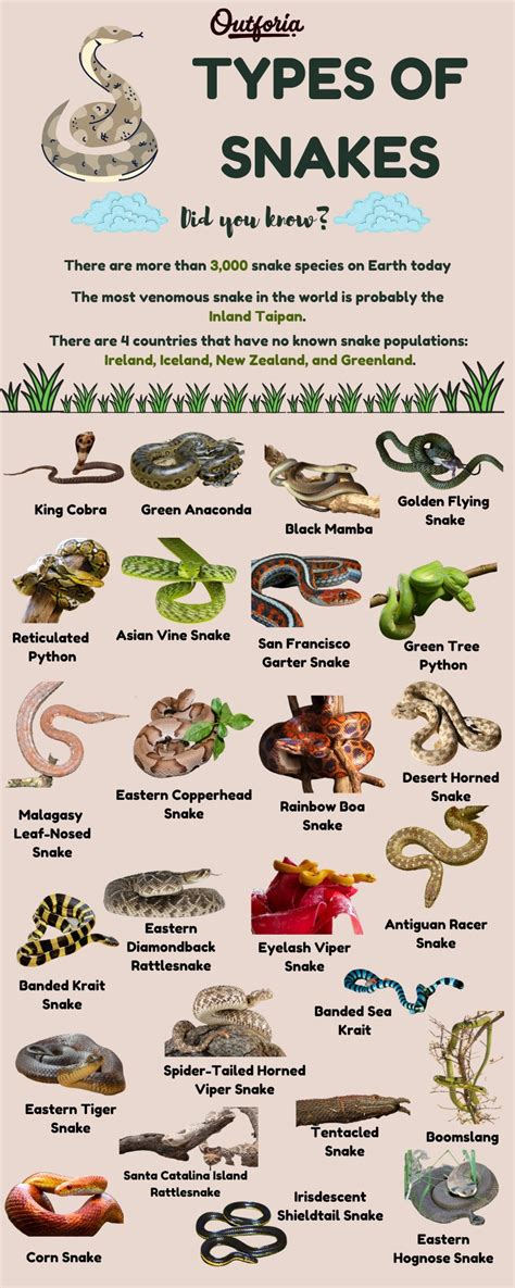 Cobra Viper Types