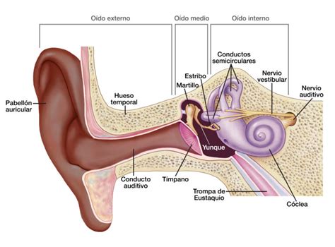 Node Sa Todo Lo Que Debes Saber Sobre El Nodo Sinoauricular Y El Nodo Av
