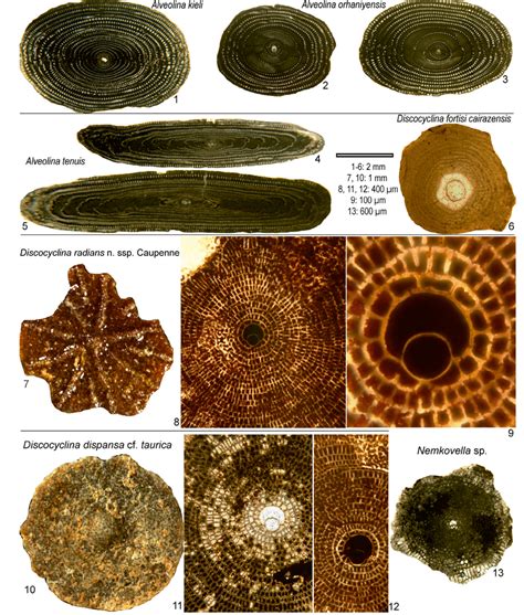 Larger Benthic Foraminifera Alveolinids And Orthophragminids From The Download Scientific