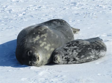 Amy Kirkham Hormones Reflect The Impacts Of Reproductive Rest On