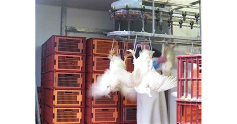 Огнища на птичи грип в датски и френски ферми Български Фермер