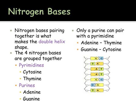 Ppt Dna Replication Powerpoint Presentation Free Download Id2467748