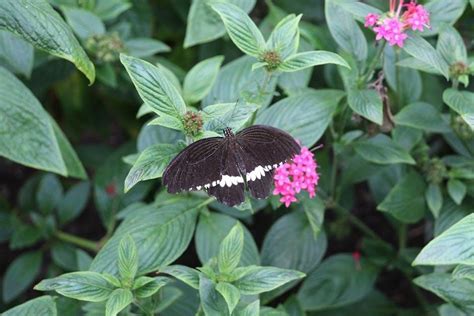 Insect Eggs Identification Guide Pictures And Tips
