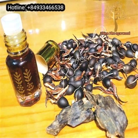 Agarwood Seeds