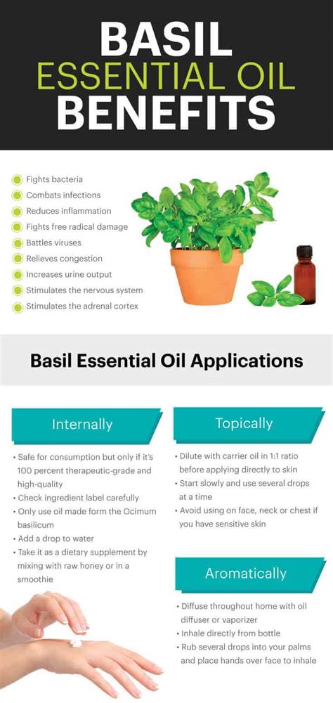 Basil Essential Oil Benefits Uses Recipes Side Effects And More Dr