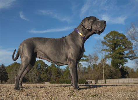 Free Clip Great Dane Download Free Clip Great Dane Png Images Free