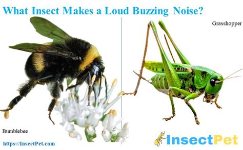 What Insect Makes A Loud Buzzing Noise