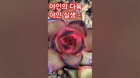 행복 가득한 오후 되세요 ~ 박서진 파종이 실생 다육 다유기 다육이 다육식물 반려식물 다육판매 다육이판매 다육이키우기 다육인스타그램 매혹이 청주