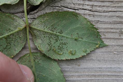 Egg Hatch Extension Entomology