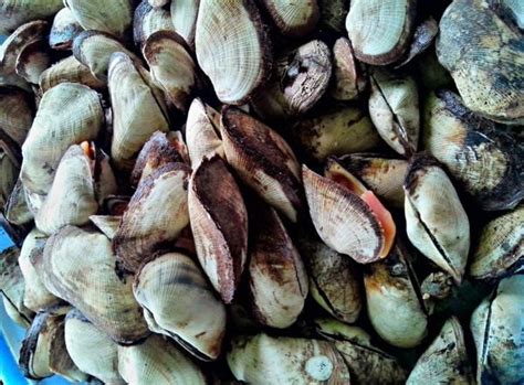 Sò Dẹo Là Sò Gì Sò Dẹo Giá Bao Nhiêu 1kg