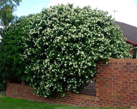 Murraya Paniculata Gardensonline