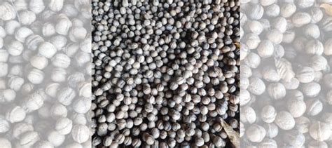 Грецкий орех в скорлупе купить в Чегеме Втором Товары для дома и дачи Авито