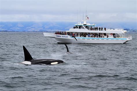 2023 Whale Watching Monterey Bay Tour With Sea Goddess Whale Watching