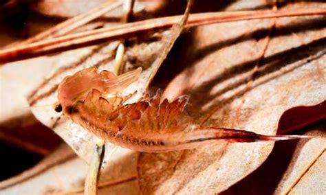Common Grass Shrimp Chesapeake Bay Program