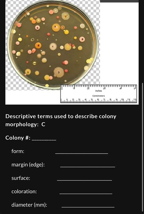 Answered Descriptive Terms Used To Describe Bartleby
