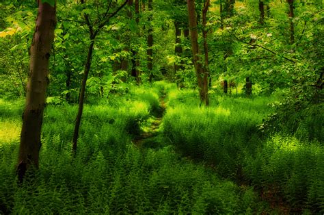 A Verdant Forest Ethan Myers Flickr