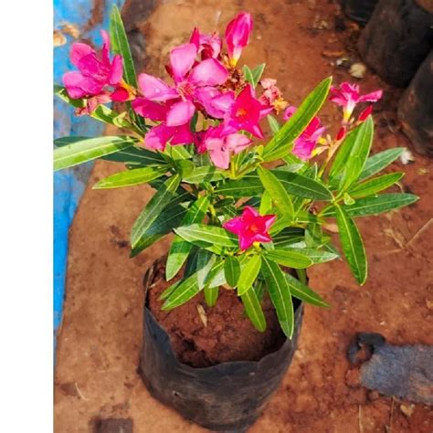 Nerium Indicum Nerium Oleander Latest Price Manufacturers And Suppliers