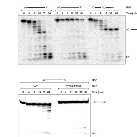 Structure Of 5′ End Capped Mrnas The Cap 0 Cap 1 And Cap 2