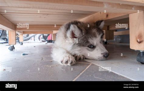 A Cute Puppy Lying Under The Table A Siberian Husky Lies On The Floor