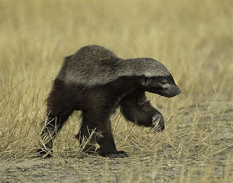 Steveadamswildlifephotography