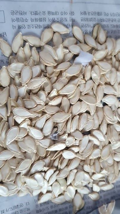 씨앗 스토리 호박 씨앗 채종 자가 종구 생산 3가지 달고 맛있는 둥근 호박 달고 속이 노란 긴 호박 중간 맛 킹왕짱 맷돌호박 Youtube