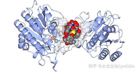 环肽药物的筛选策略 知乎