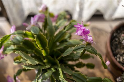 シャコバサボテンの花言葉と誕生花 旅カメラ