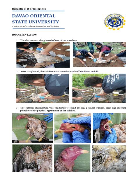 Necropsy Rooster Pdf