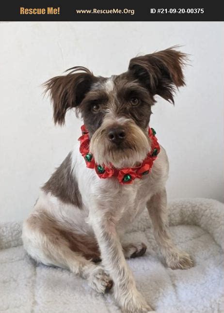 Adopt 21092000375 ~ Schnauzer Rescue ~ Phelan Ca