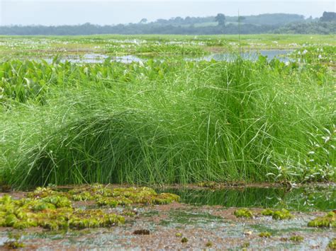 36 Questions With Answers In Aquatic Macrophyte Science Topic