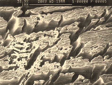 —scanning Electron Microscope Photograph Of The Silicone Coated Acrylic